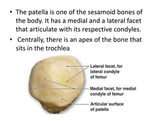 Anatomy of the knee joint | PPTX