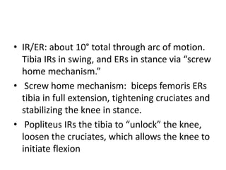 Anatomy of the knee joint | PPTX