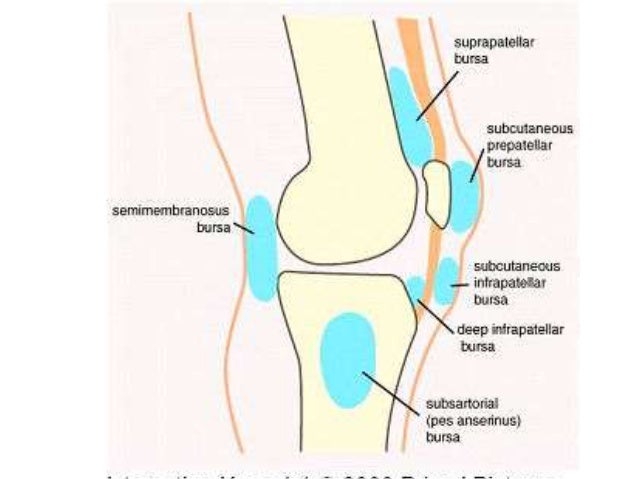 Anatomy of the knee joint
