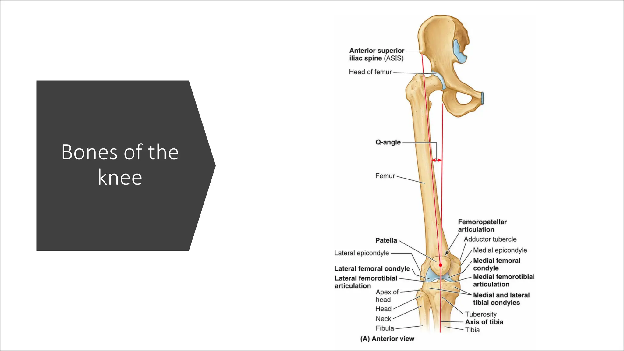 Anatomy of the Knee Joint with its ligaments.pdf