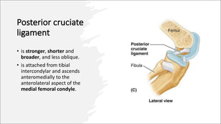 Anatomy of the Knee Joint with its ligaments.pdf