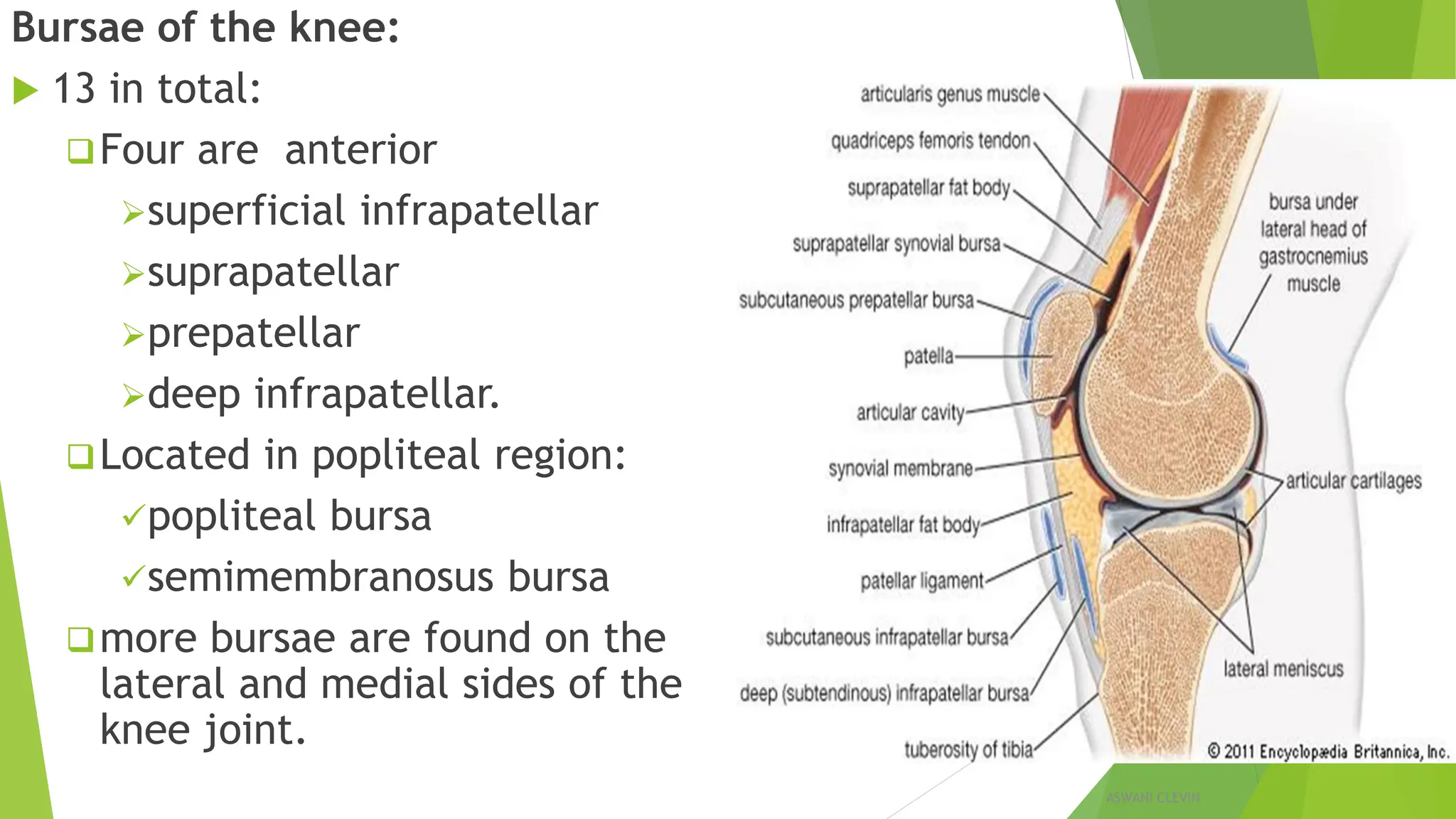 ANATOMY OF THE KNEE JOINT AND POPLITEAL FOSSA | PDF