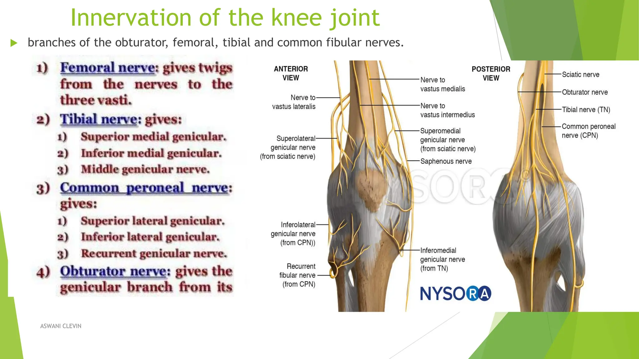 ANATOMY OF THE KNEE JOINT AND POPLITEAL FOSSA | PDF