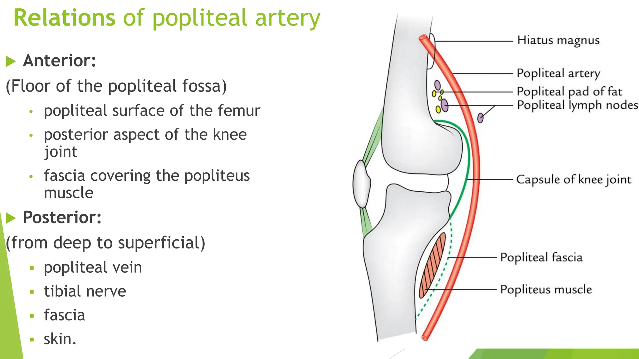 ANATOMY OF THE KNEE JOINT AND POPLITEAL FOSSA | PDF