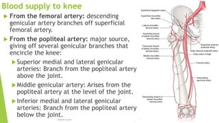ANATOMY OF THE KNEE JOINT AND POPLITEAL FOSSA | PDF