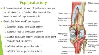 ANATOMY OF THE KNEE JOINT AND POPLITEAL FOSSA | PDF
