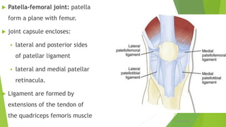 ANATOMY OF THE KNEE JOINT AND POPLITEAL FOSSA | PDF