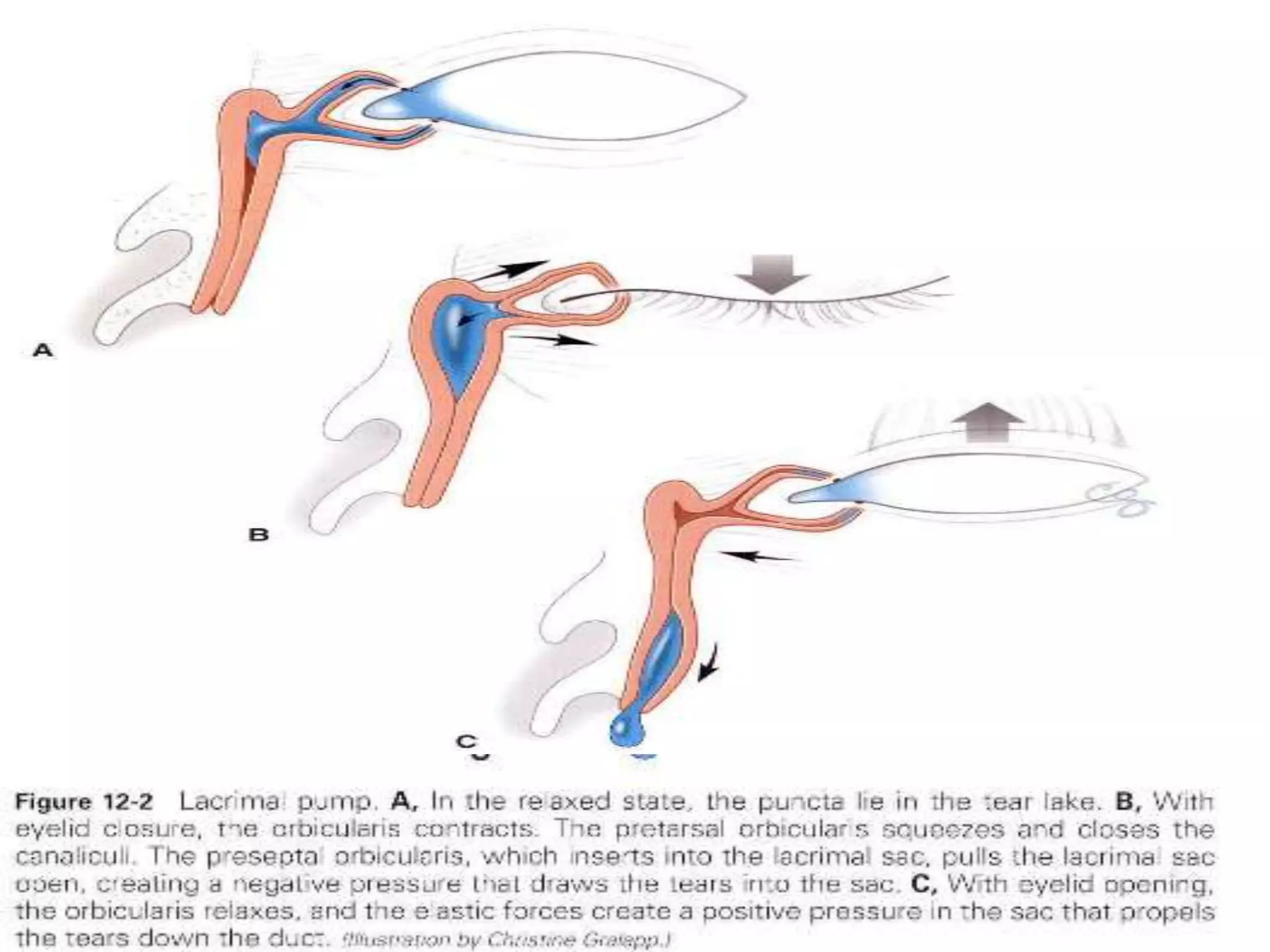 Anatomy of the lacrimal apparatus | PPTX