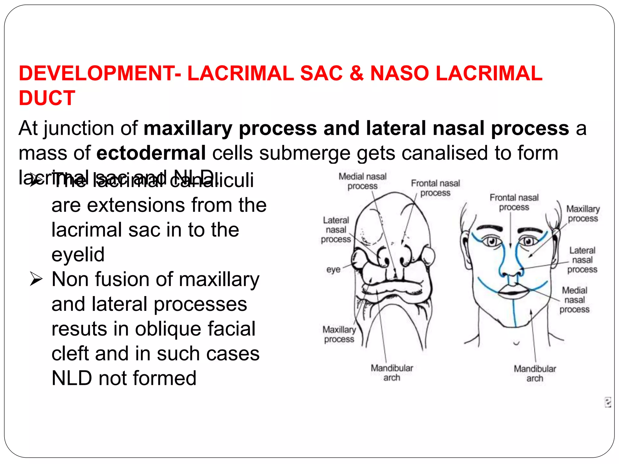 Anatomy of the lacrimal apparatus | PPTX