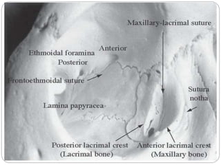 Anatomy of the lacrimal apparatus | PPTX