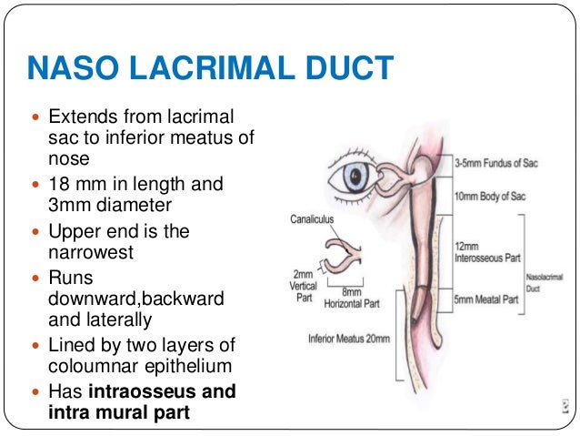 Anatomy of the lacrimal apparatus