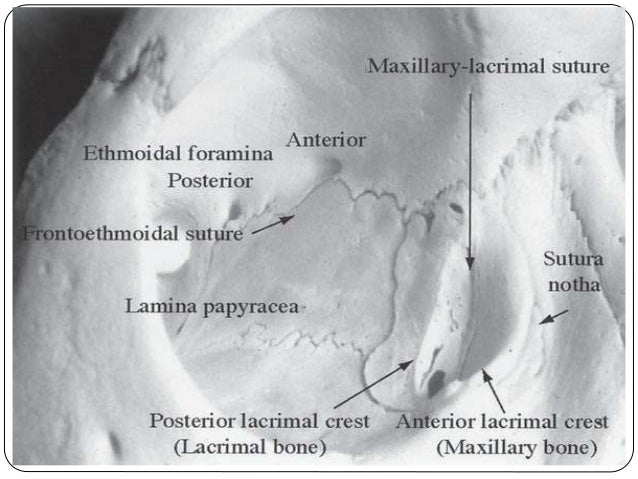 Anatomy of the lacrimal apparatus