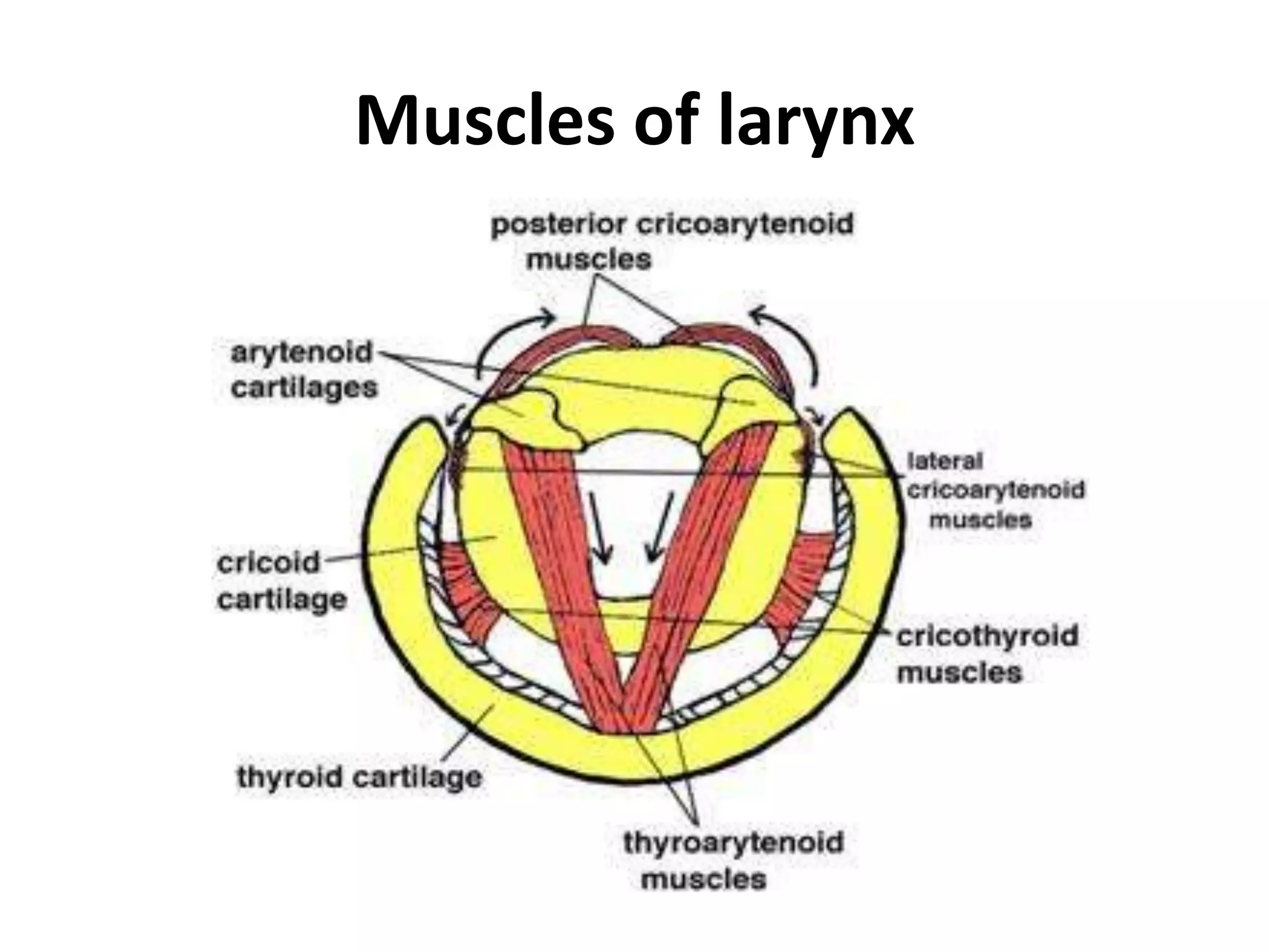 Anatomy of the larynx | PPTX | Thyroid Disorders | Endocrine and ...