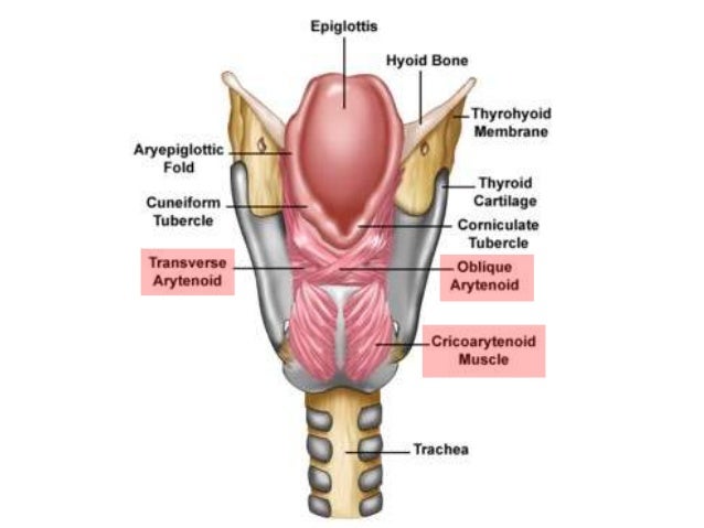 pharynx and larynx anatomy