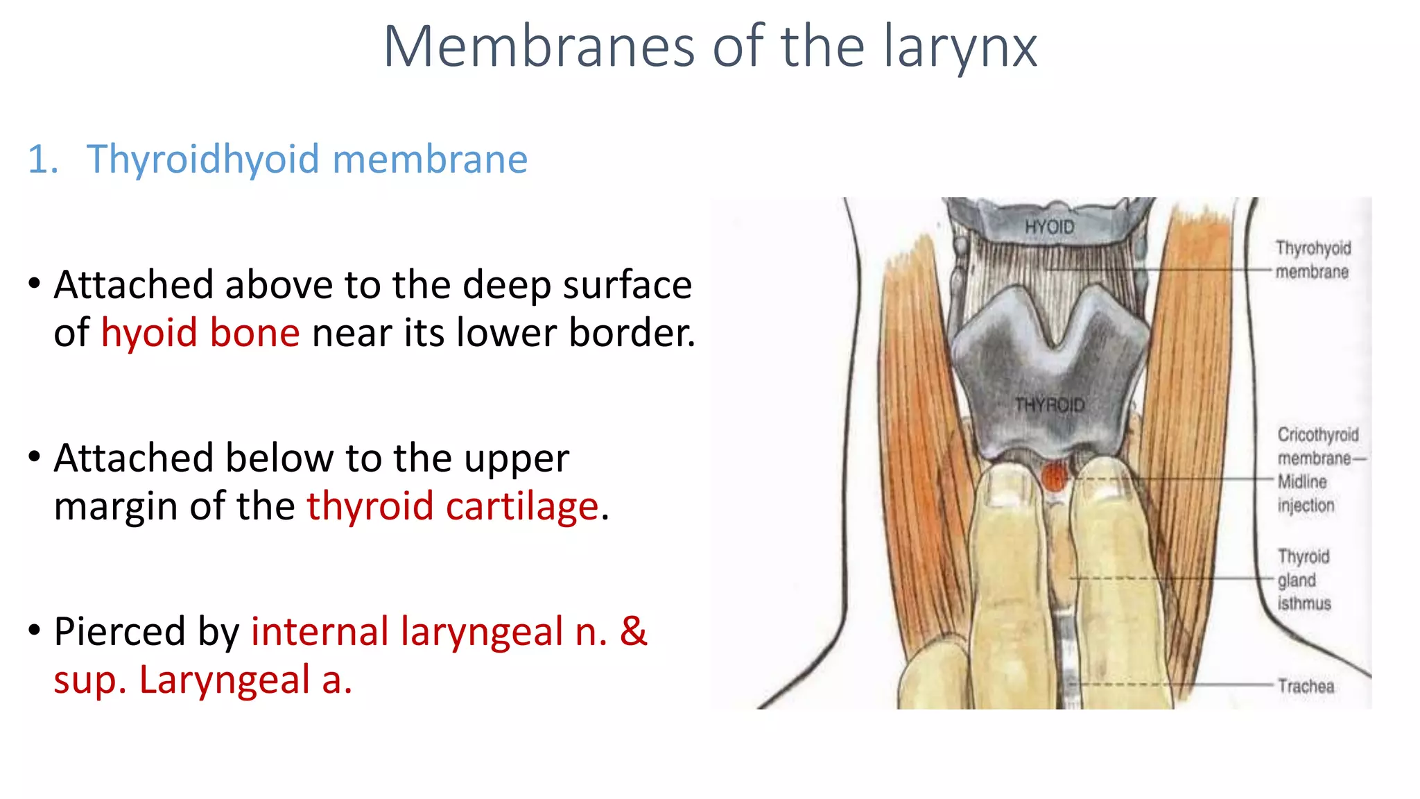 Anatomy of the larynx | PPTX