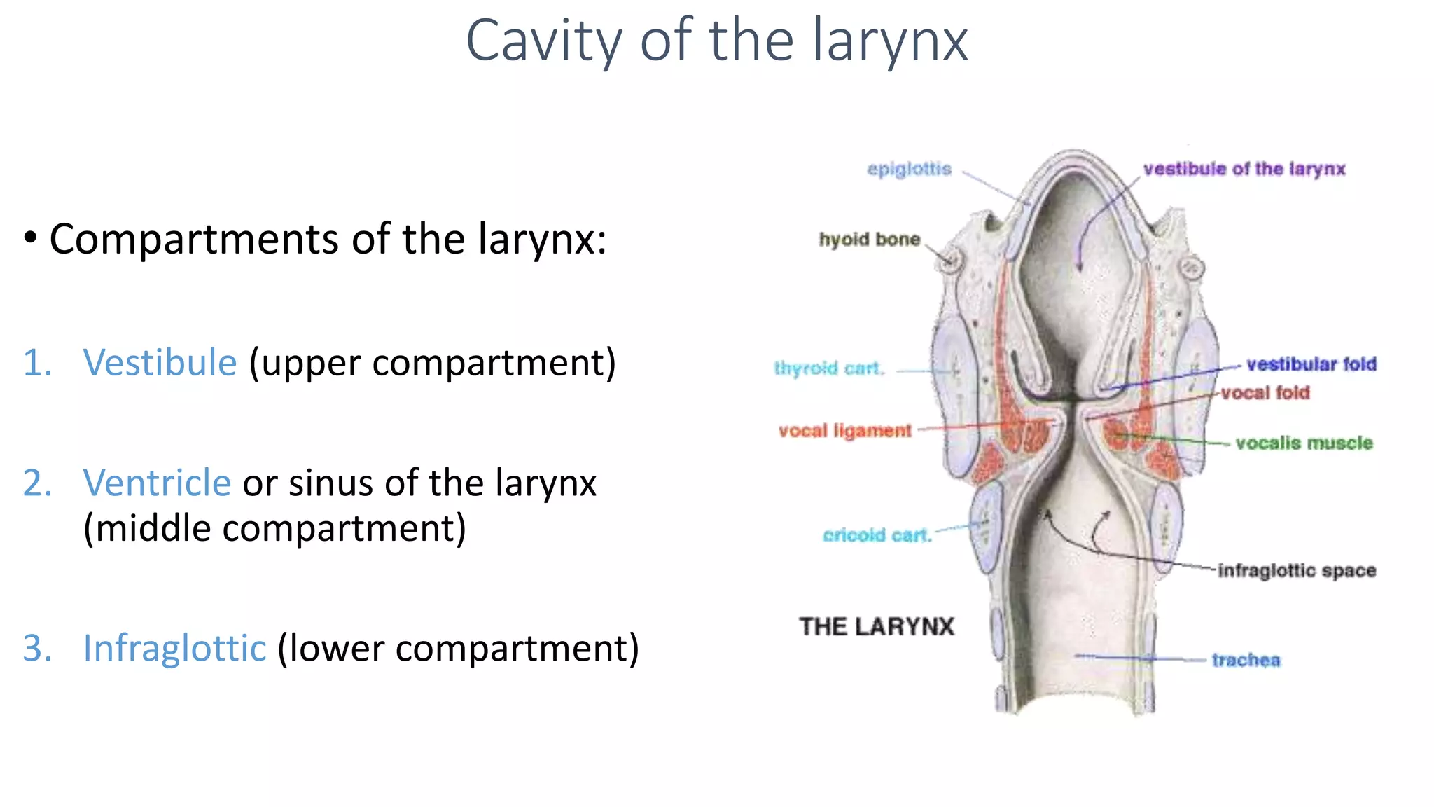 Anatomy of the larynx | PPTX