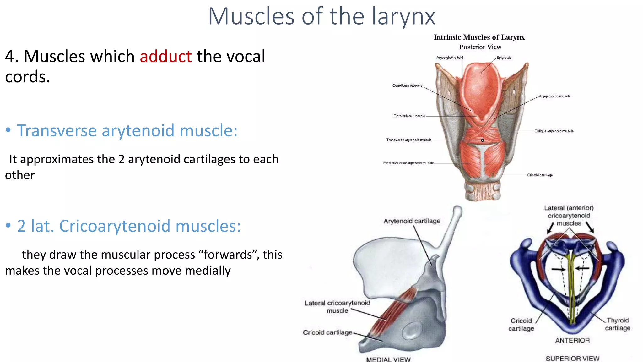 Anatomy of the larynx | PPTX