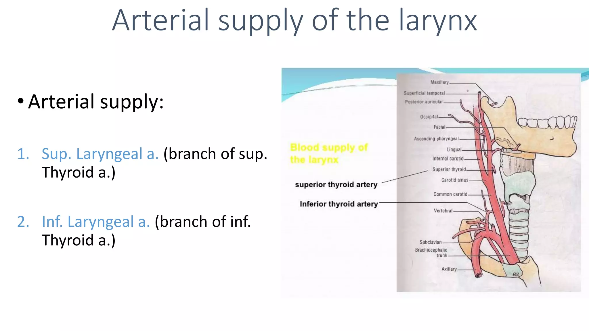 Anatomy of the larynx | PPTX