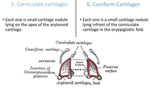 Anatomy of the larynx | PPTX