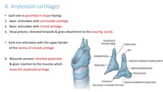 Anatomy of the larynx | PPTX