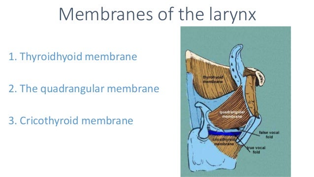 Quadrangular Membrane The Larynx Is Divided Into 3 Different Segments: