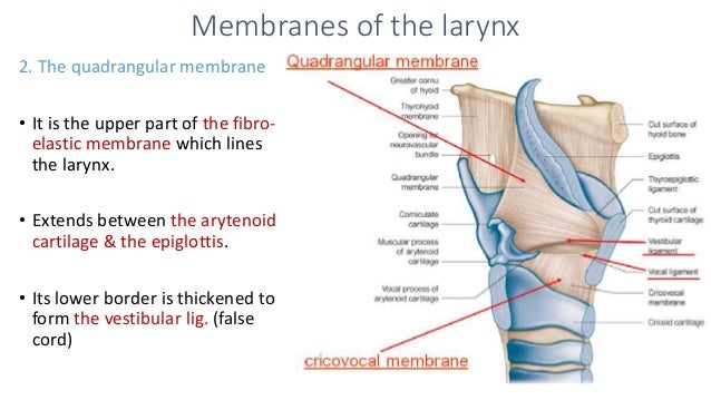 Anatomy of the larynx