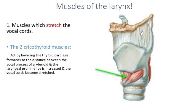 Anatomy of the larynx