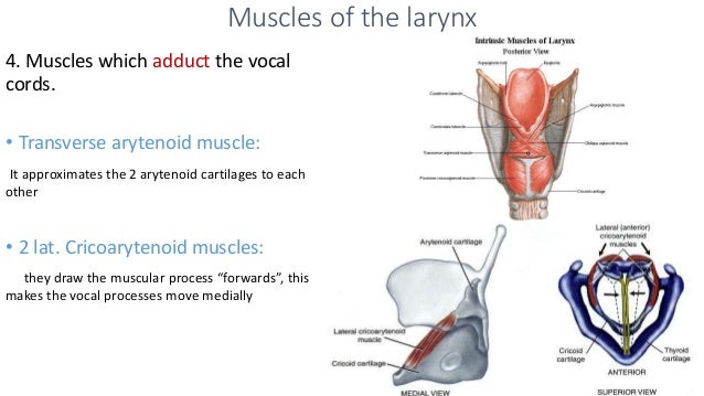 Anatomy of the larynx