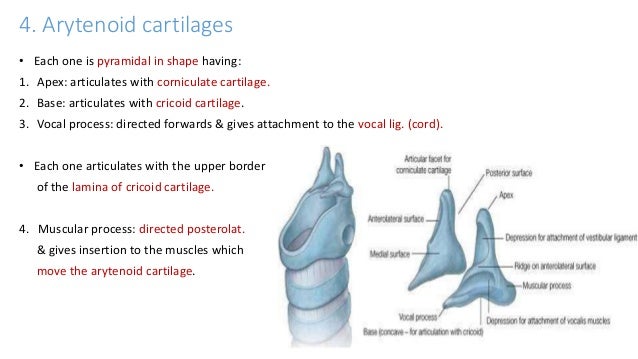 Arytenoid Cartilage Muscular Process