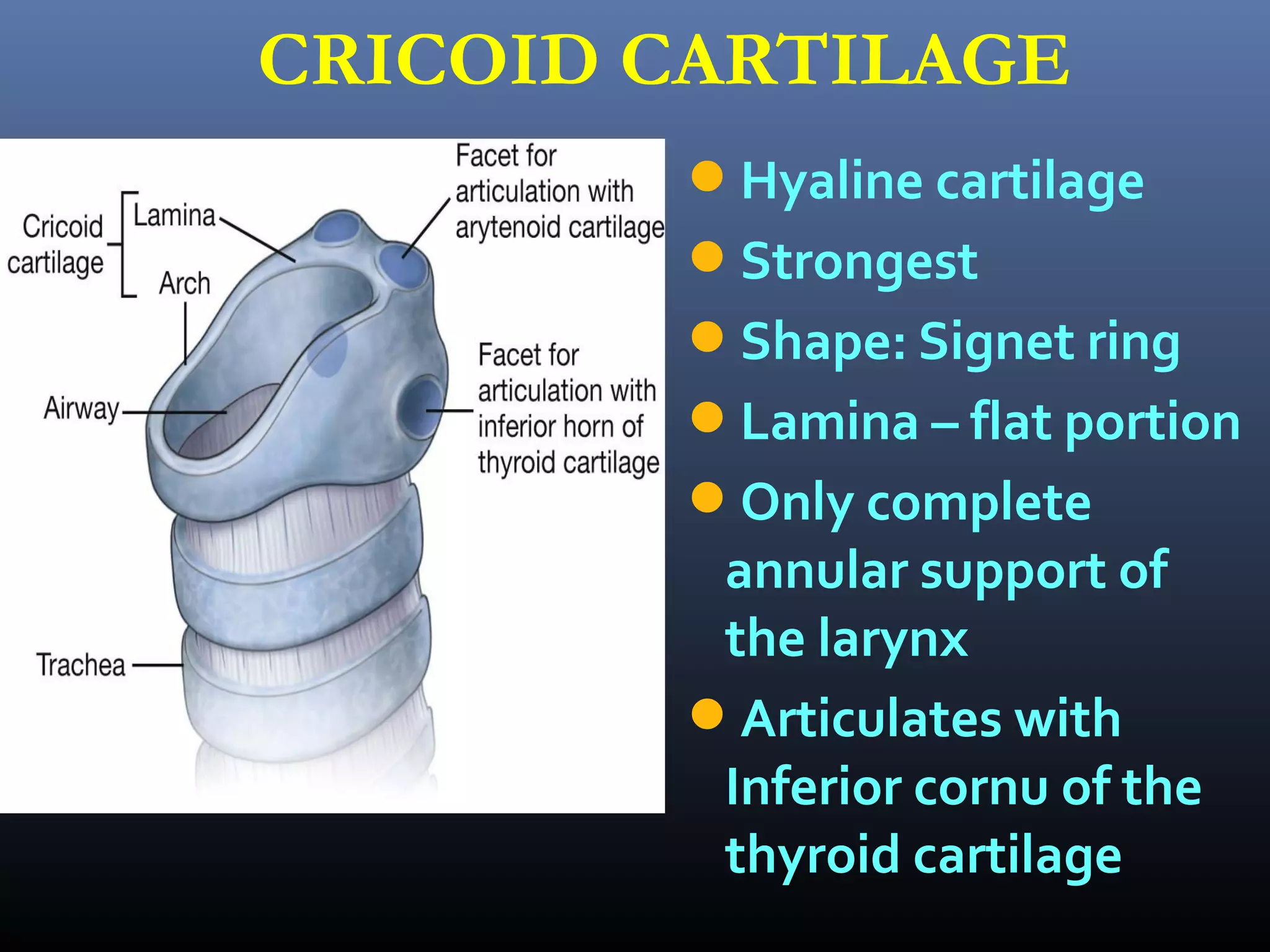 Anatomy of the larynx by arijit | PPT
