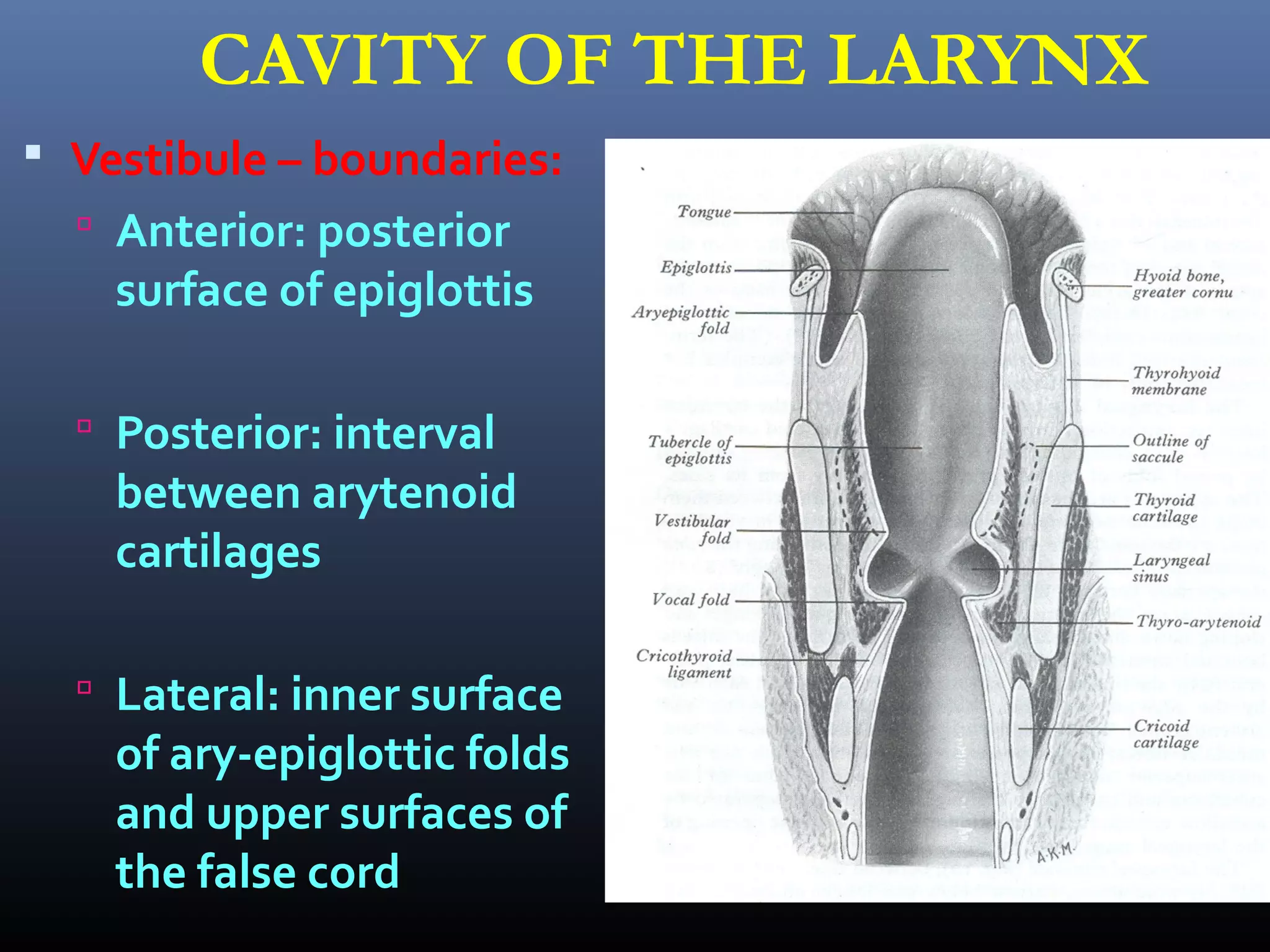 Anatomy of the larynx by arijit | PPT