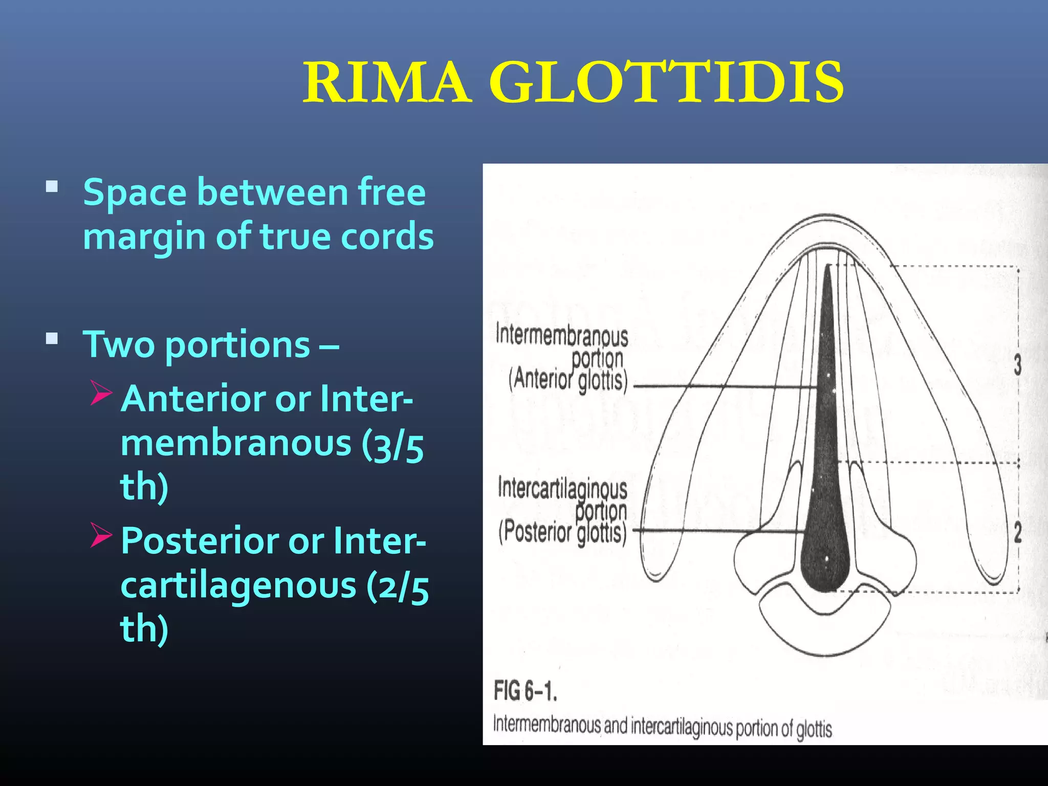 Anatomy of the larynx by arijit | PPT