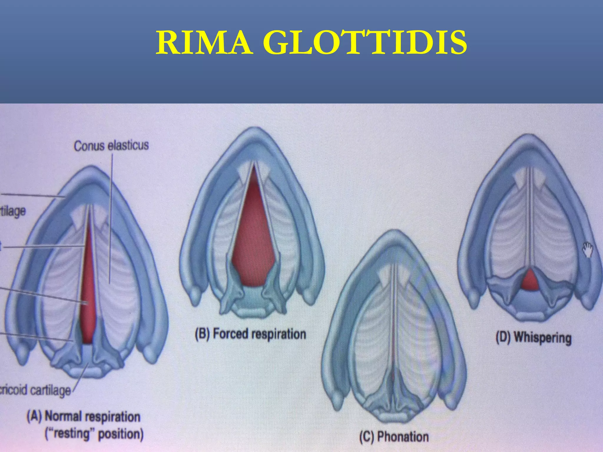Anatomy of the larynx by arijit | PPT