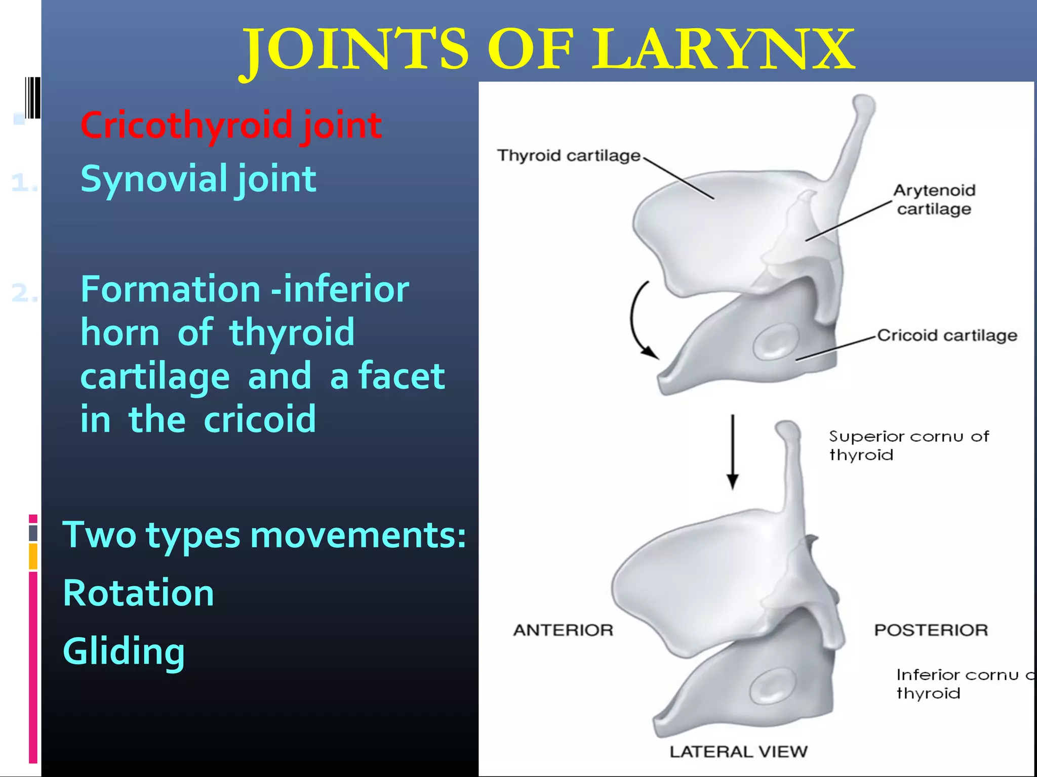 Anatomy of the larynx by arijit | PPT