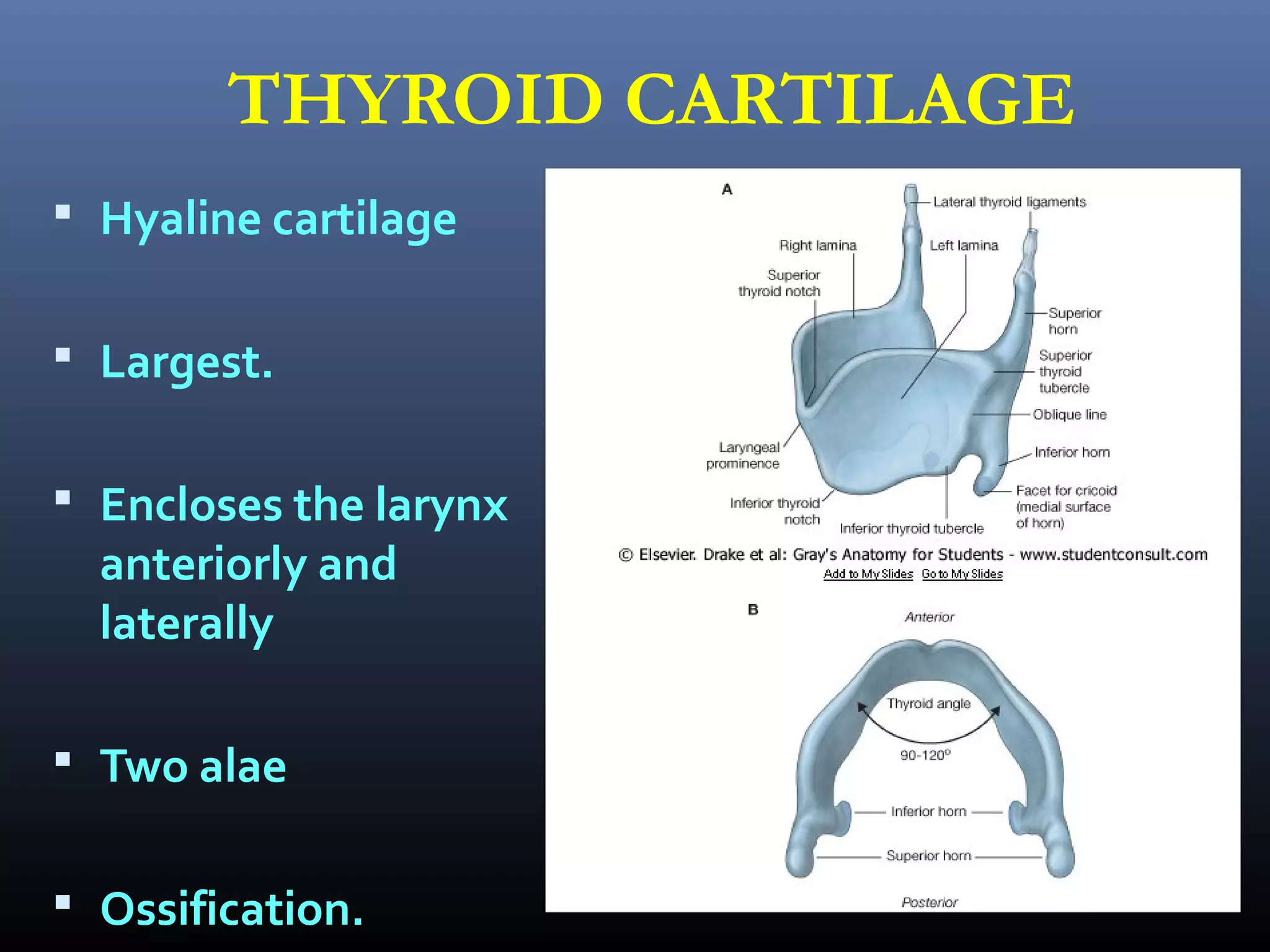 Anatomy of the larynx by arijit | PPT