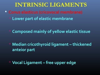 Lower Conus Elasticus