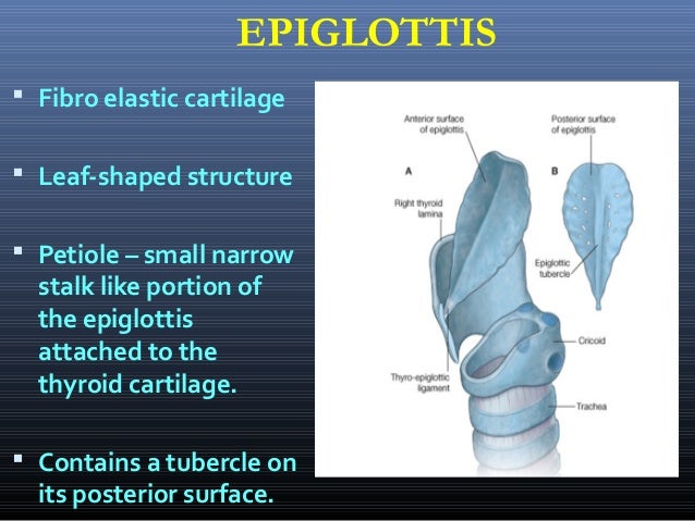 Anatomy of the larynx by arijit