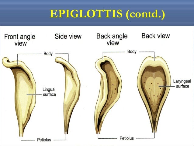 Anatomy of the larynx by arijit