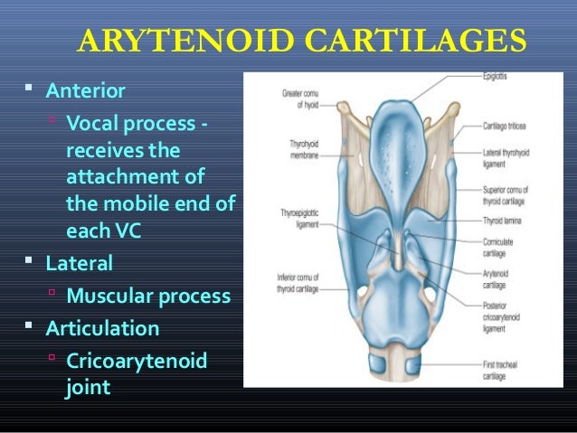 Anatomy of the larynx by arijit