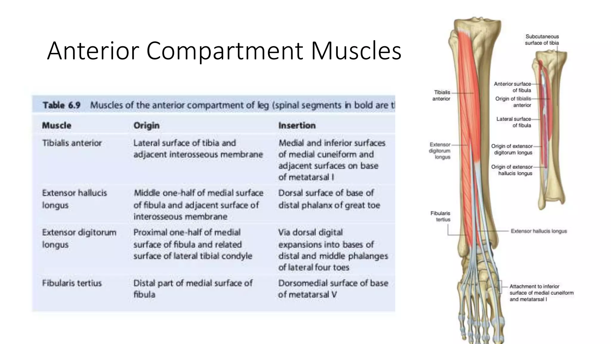 Anatomy of the leg | PPTX