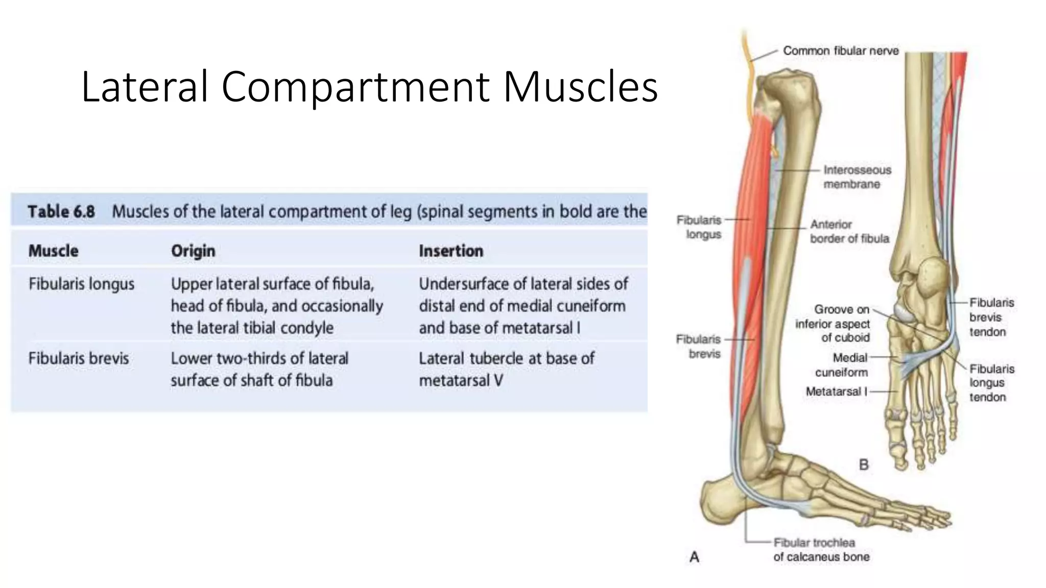 Anatomy of the leg | PPTX