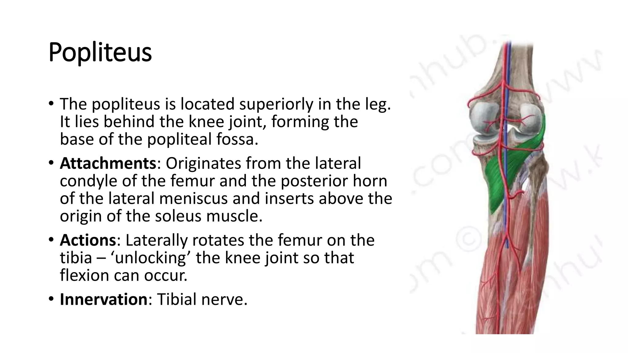 Anatomy of the leg | PPTX