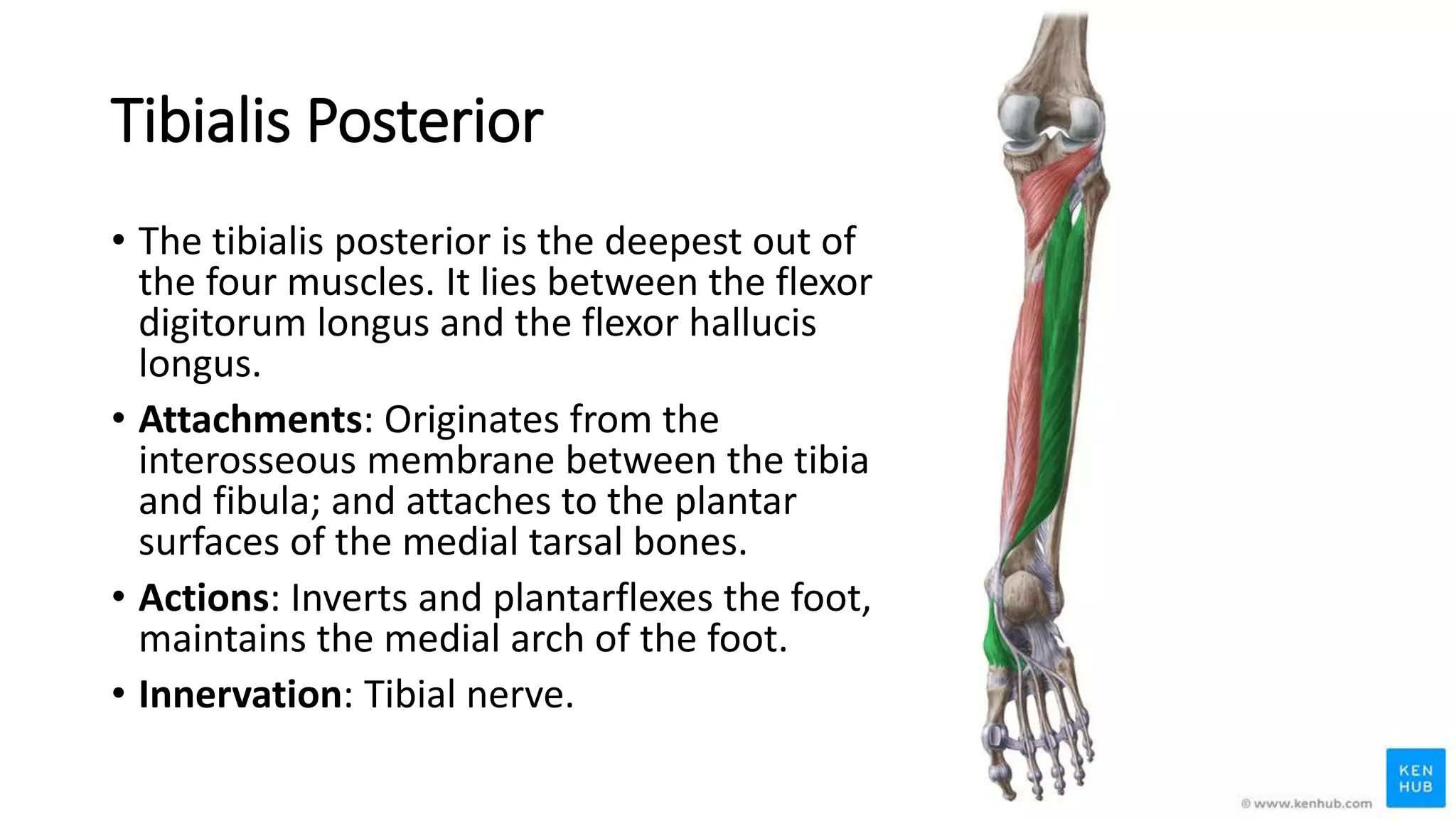 Anatomy of the leg | PPTX