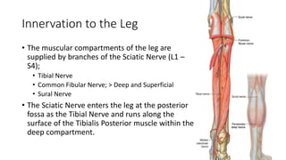 Anatomy of the leg | PPTX