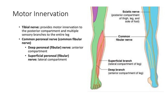 Anatomy of the leg | PPTX | Death, Injury, or Military Conflict ...