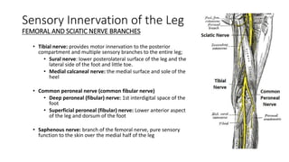 Anatomy of the leg | PPTX