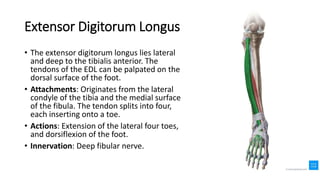 Anatomy of the leg | PPTX