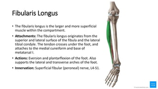 Anatomy of the leg | PPTX