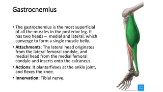 Anatomy of the leg | PPTX