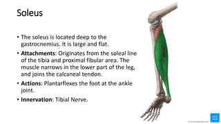 Anatomy of the leg | PPTX
